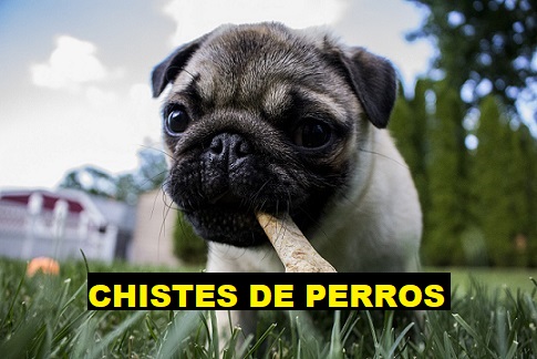 😄 CHISTES 😅 【 2021 】Chistes de Perros